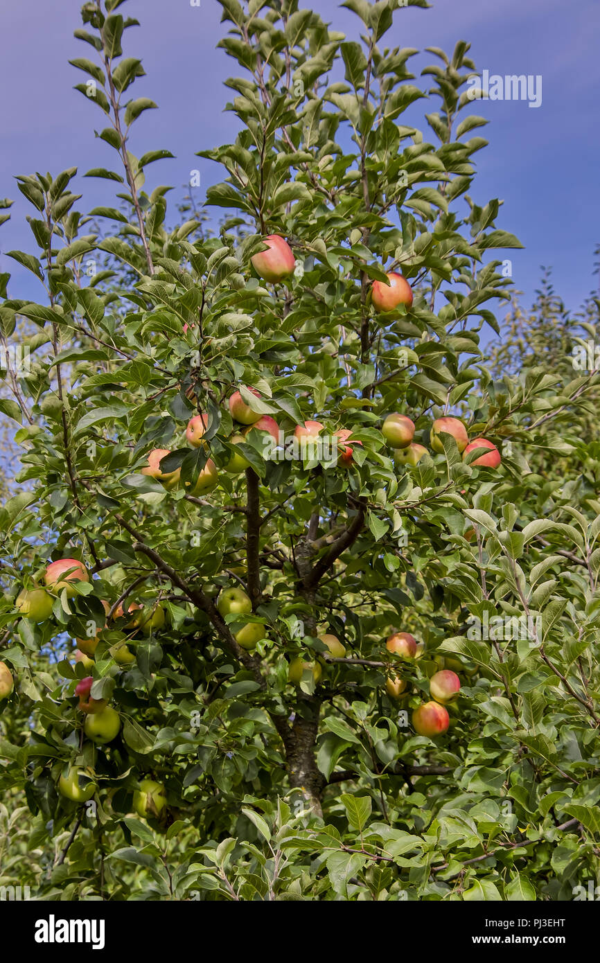 Hybrid helios x apollo hi-res stock photography and images - Alamy