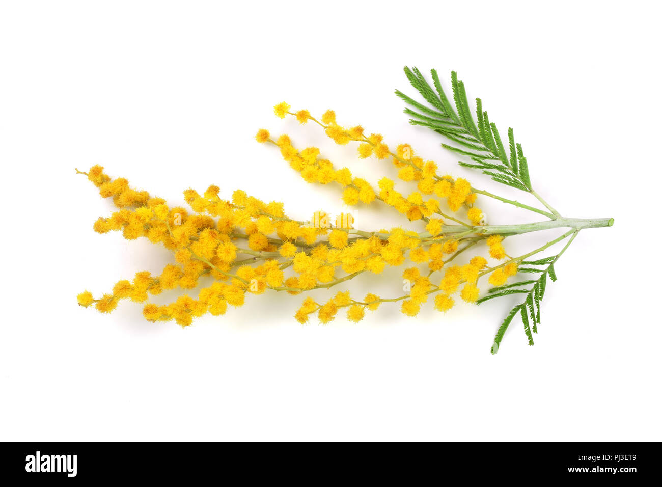 mimosa isolated on white background. Top view Stock Photo - Alamy