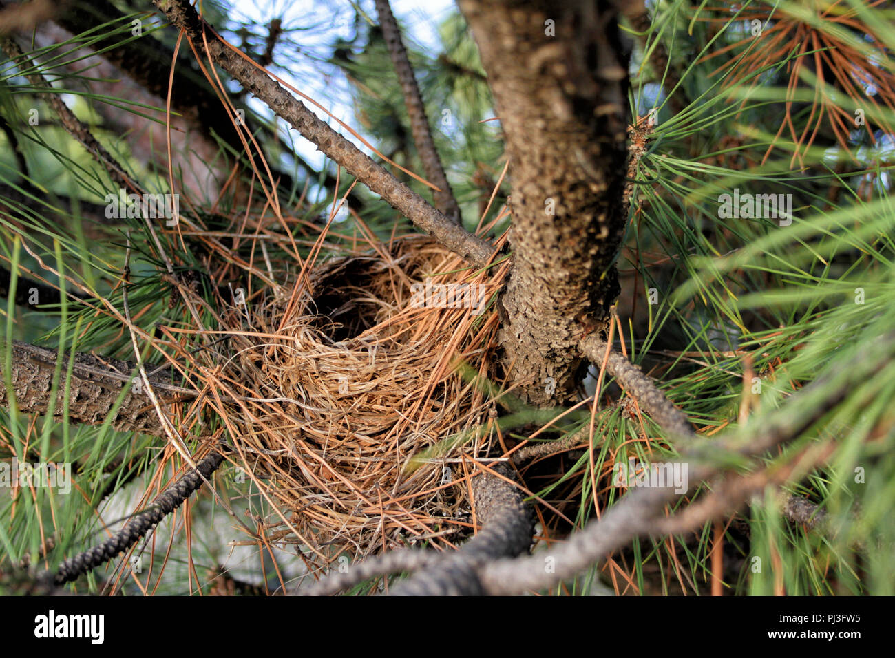 Crook of branches hi-res stock photography and images - Alamy