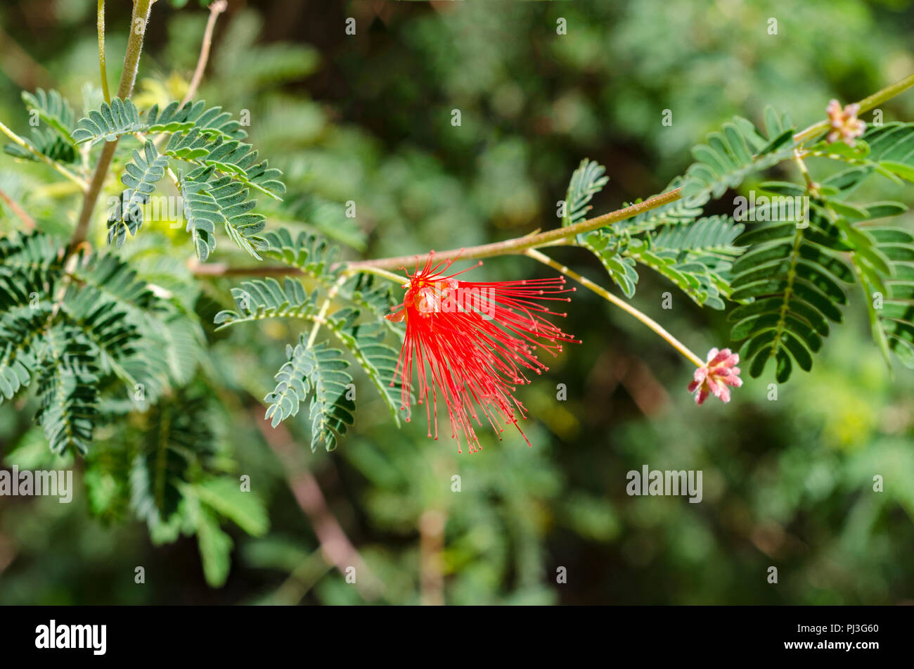 Arizona flower hi-res stock photography and images - Alamy