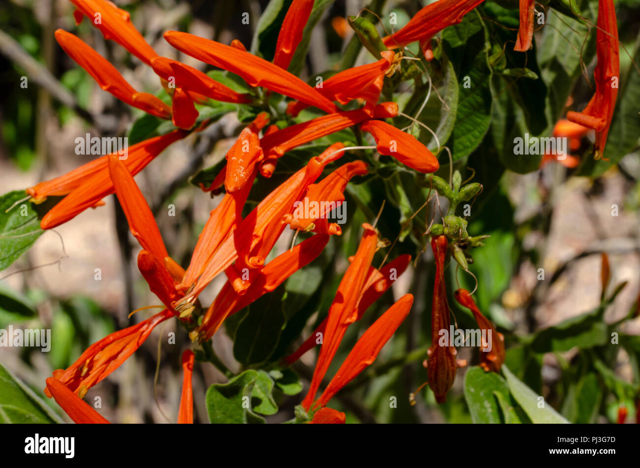 Bush with small red flowers Stock Photo - Alamy