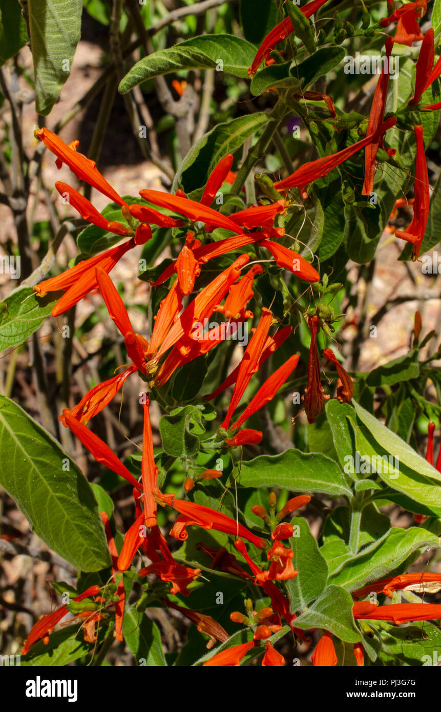 Tubular flowers hi-res stock photography and images - Alamy