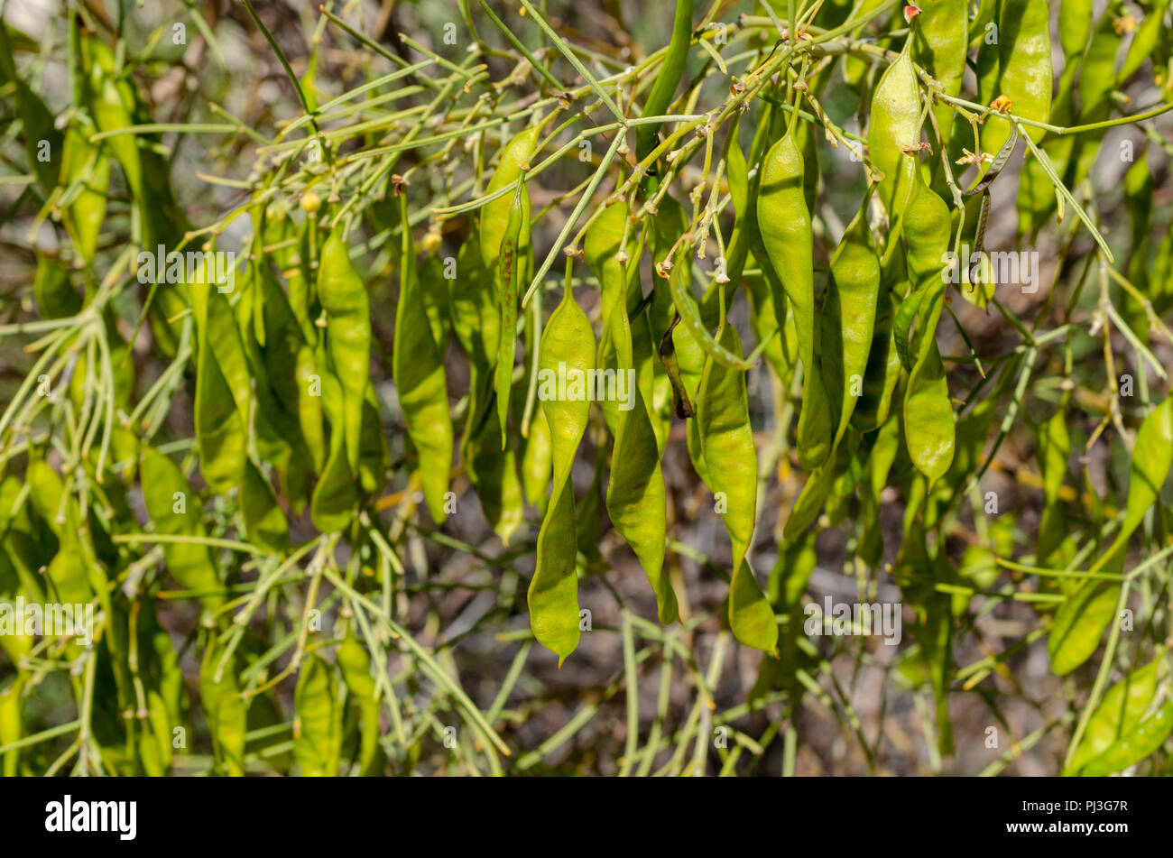 Long seed pods hi-res stock photography and images - Alamy