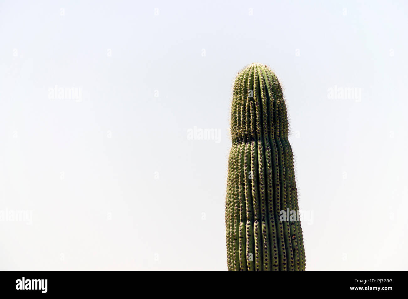 Saguaro top hi-res stock photography and images - Alamy