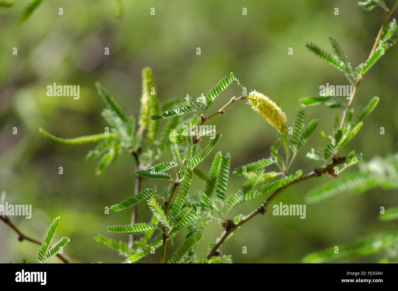 Yellow desert plants hi-res stock photography and images - Alamy