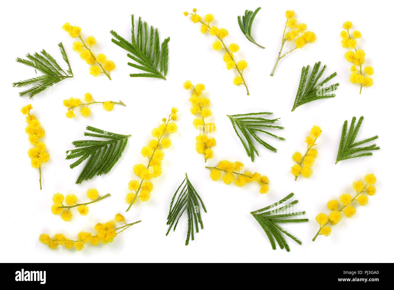 mimosa isolated on white background. Top view Stock Photo - Alamy