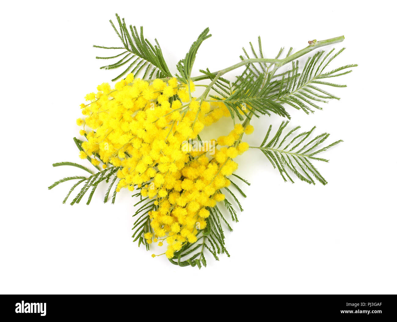mimosa isolated on white background. Top view Stock Photo - Alamy