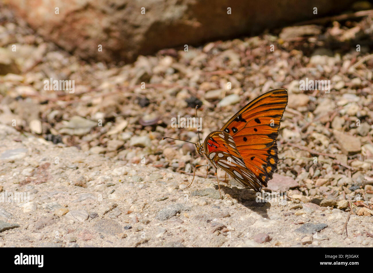 Black and orange butterfly with white spots hi-res stock photography ...