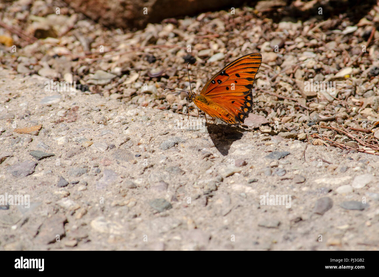 Orange butterfly on ground Stock Photo - Alamy