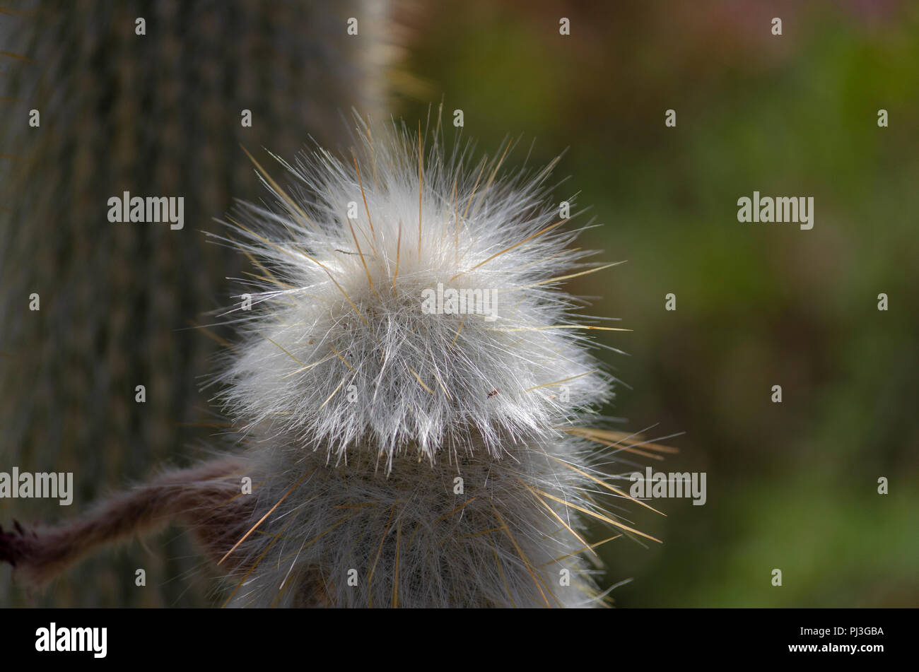 Hairy cactus hi-res stock photography and images - Alamy