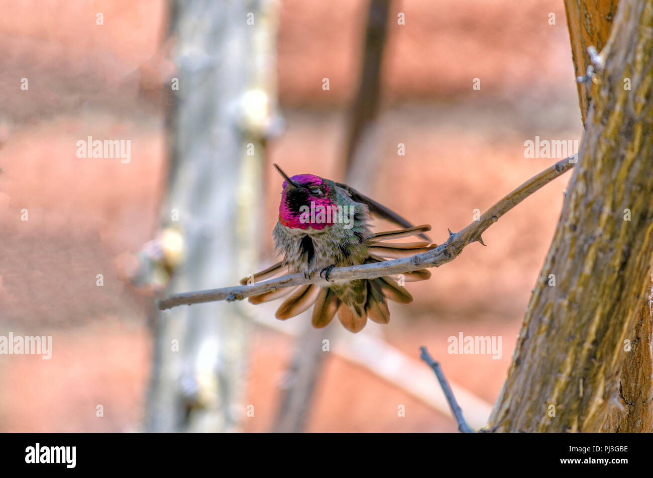 Spread tail feathers hi-res stock photography and images - Alamy