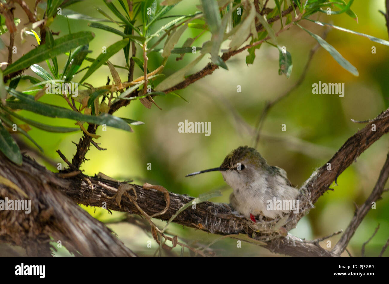 Gray and white hummingbird in tree Stock Photo - Alamy