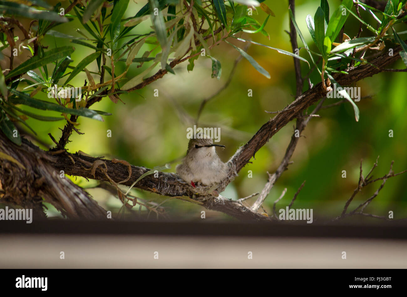 Hummingbird sitting in tree. Front view Stock Photo - Alamy