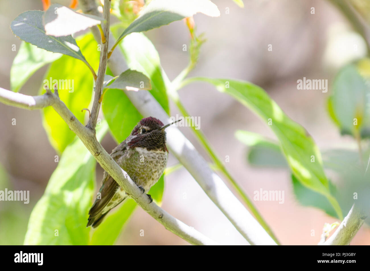 Hummingbird in tree Stock Photo - Alamy