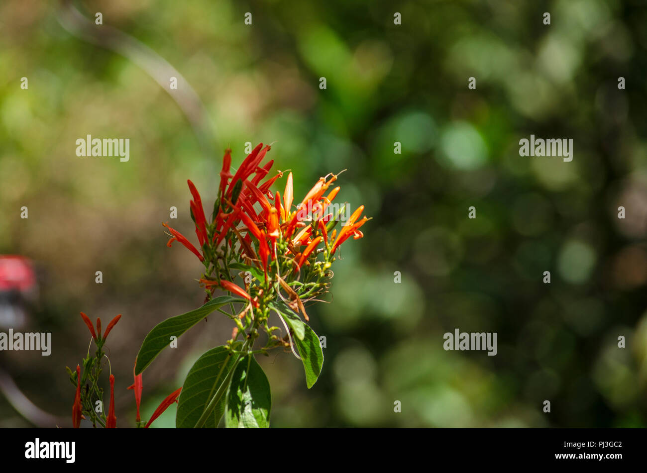 Red flowering bush Stock Photo - Alamy