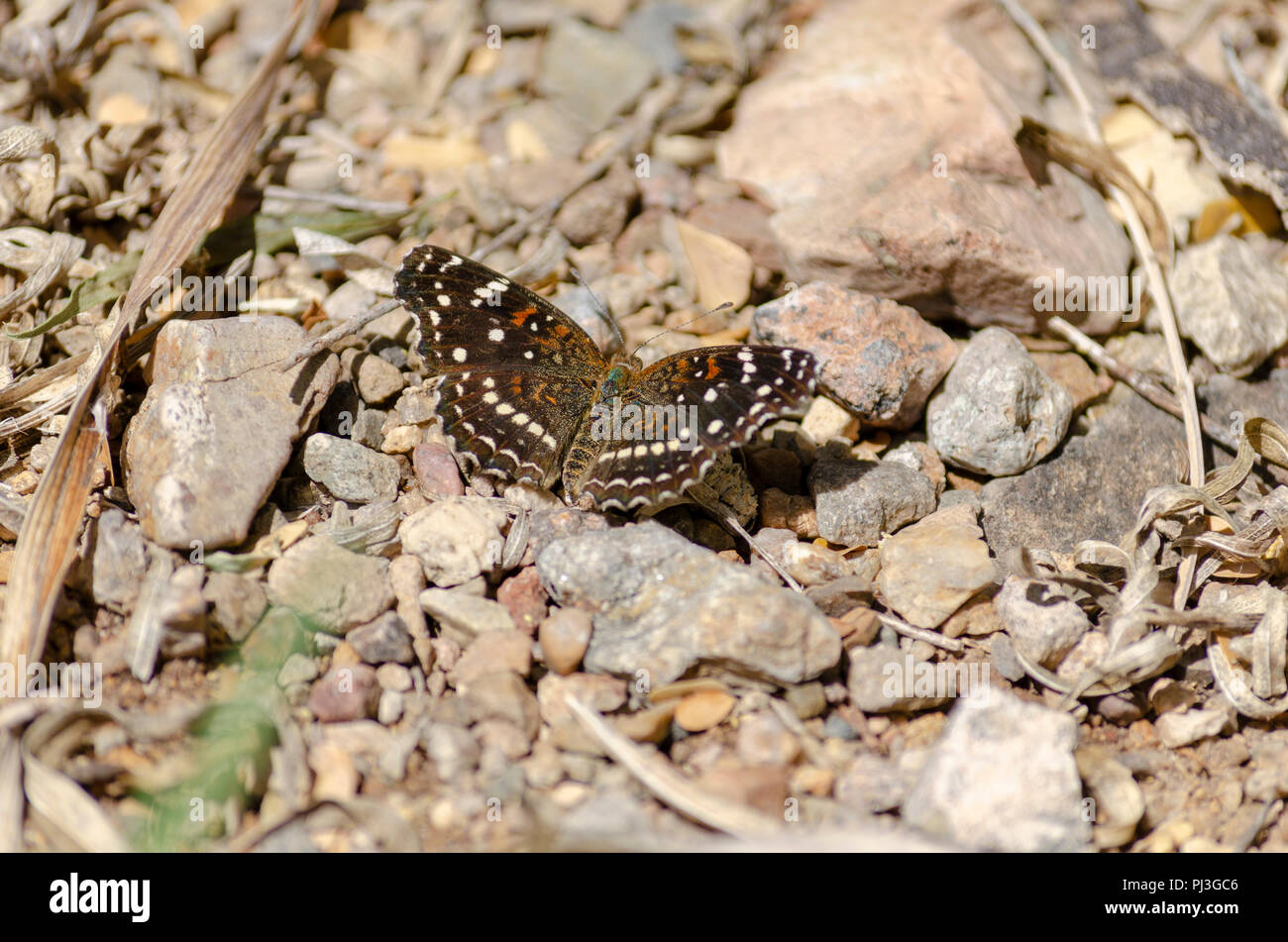 Brown butterfly with white spots on gravel Stock Photo - Alamy