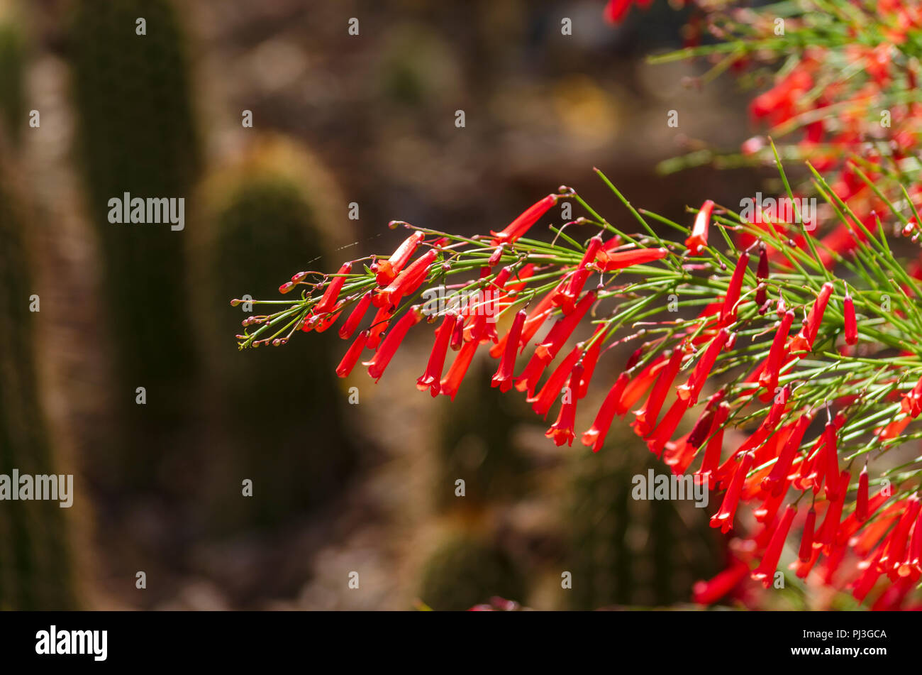 Red flowering bush hi-res stock photography and images - Alamy