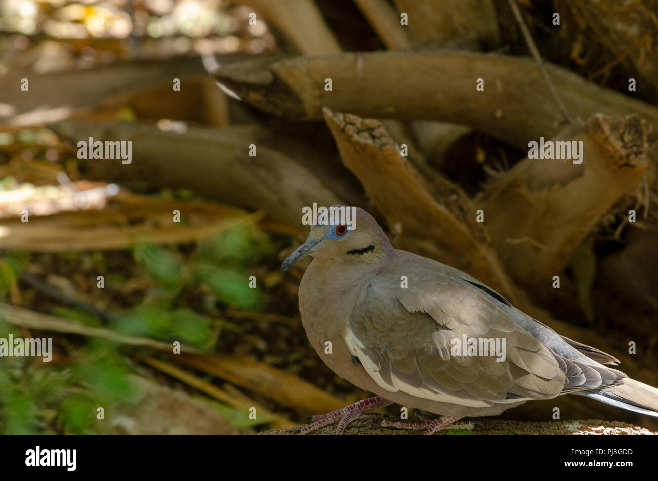 Blue ground dove hi-res stock photography and images - Alamy