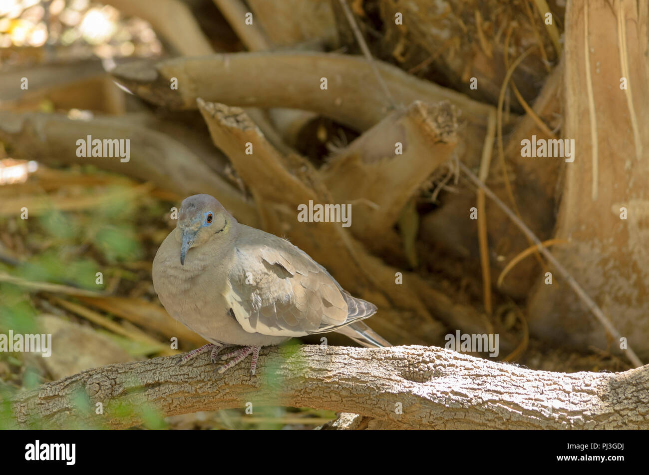 Blue ground dove hi-res stock photography and images - Alamy