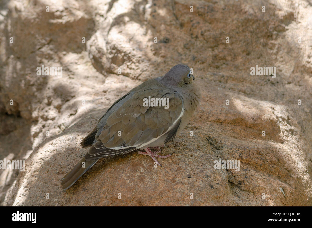 White winged dove, looking down at bird from top backside with tail ...