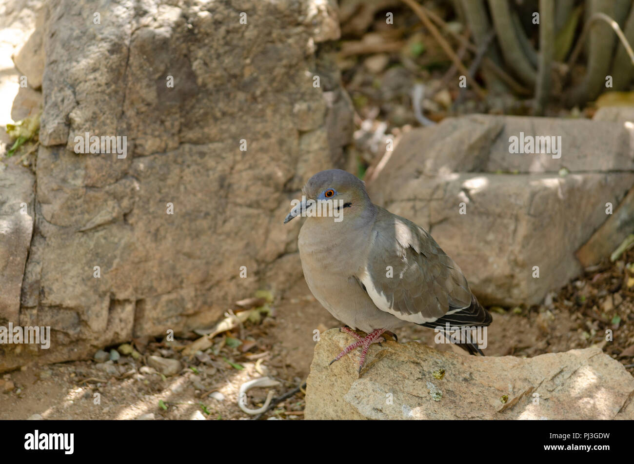 Blue ground dove hi-res stock photography and images - Alamy