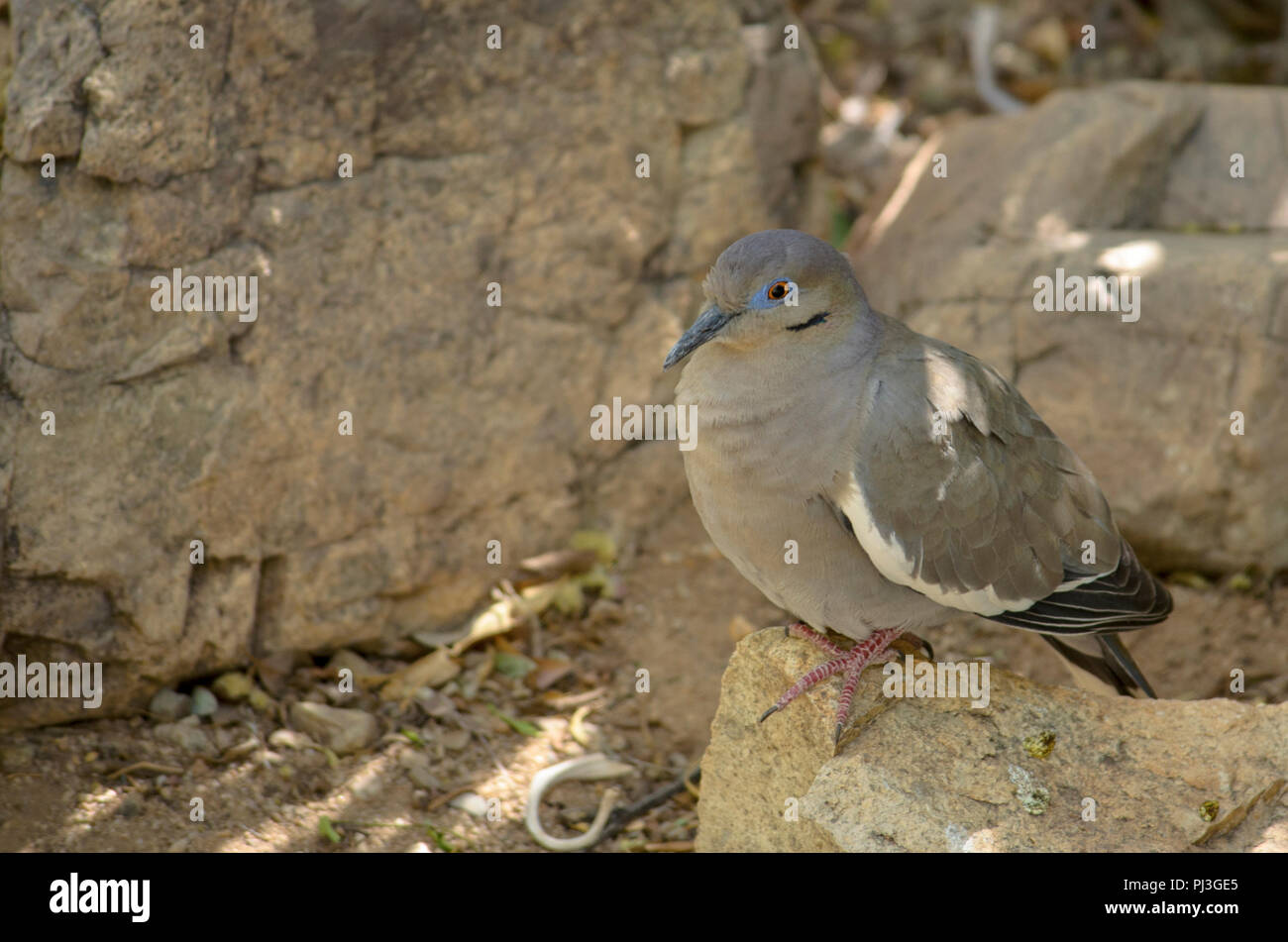 Blue ground dove hi-res stock photography and images - Alamy