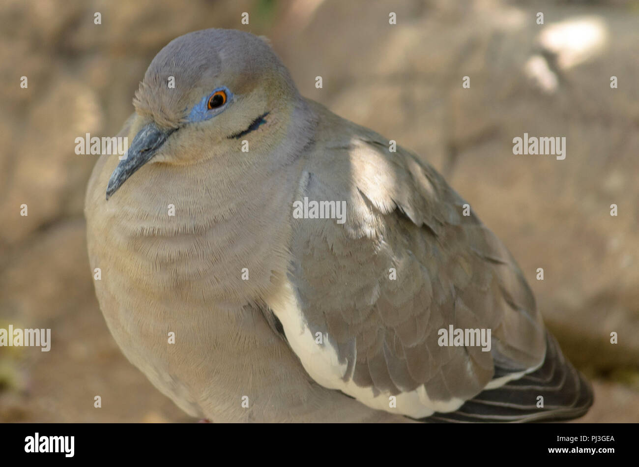 White winged dove looking down at bird, side view, closeup Stock Photo ...
