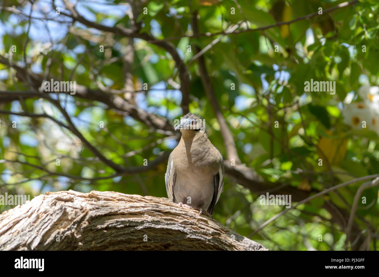 White winged dove setting in tree; looking up at front of bird Stock ...