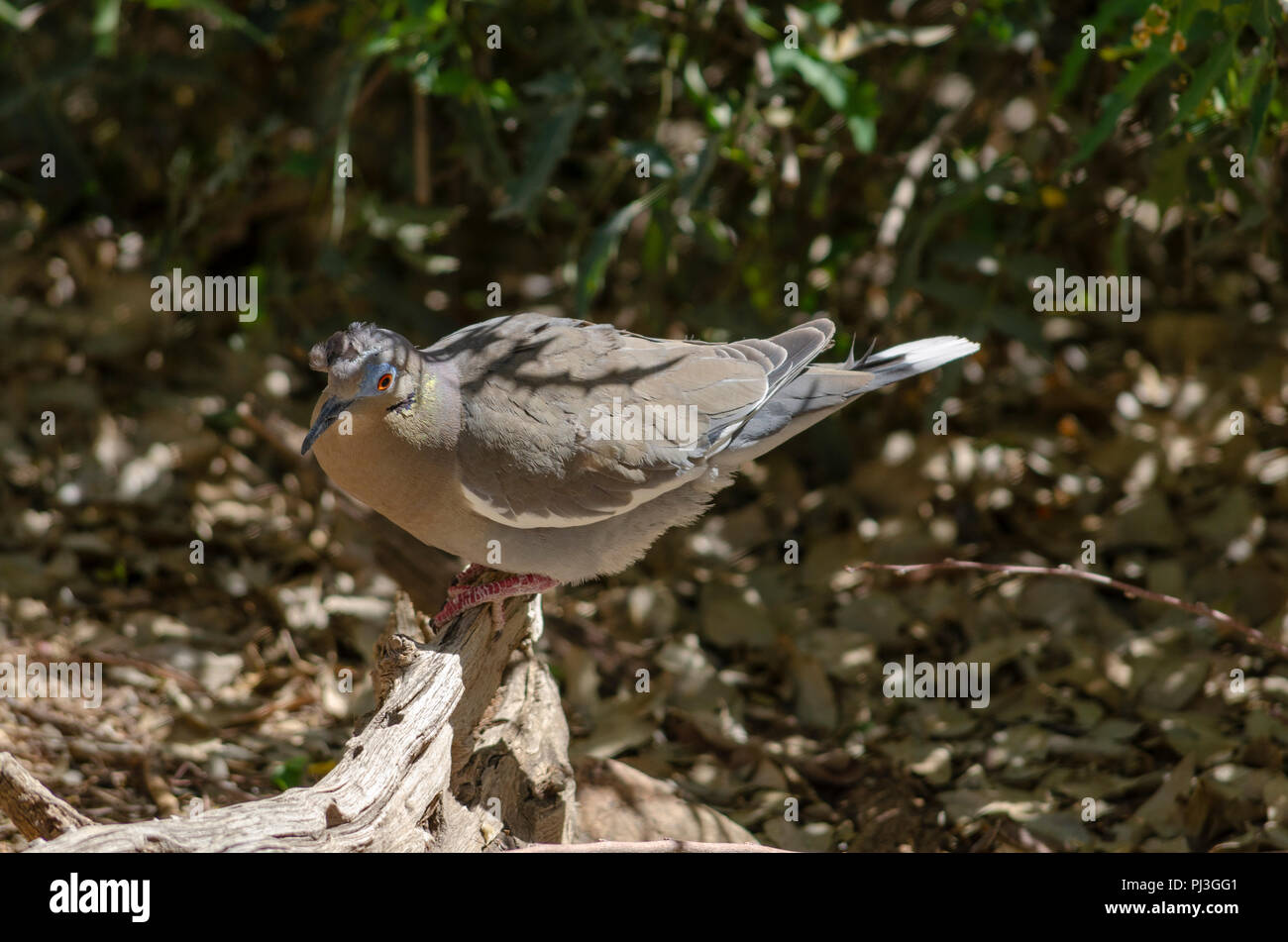 Blue ground dove hi-res stock photography and images - Alamy