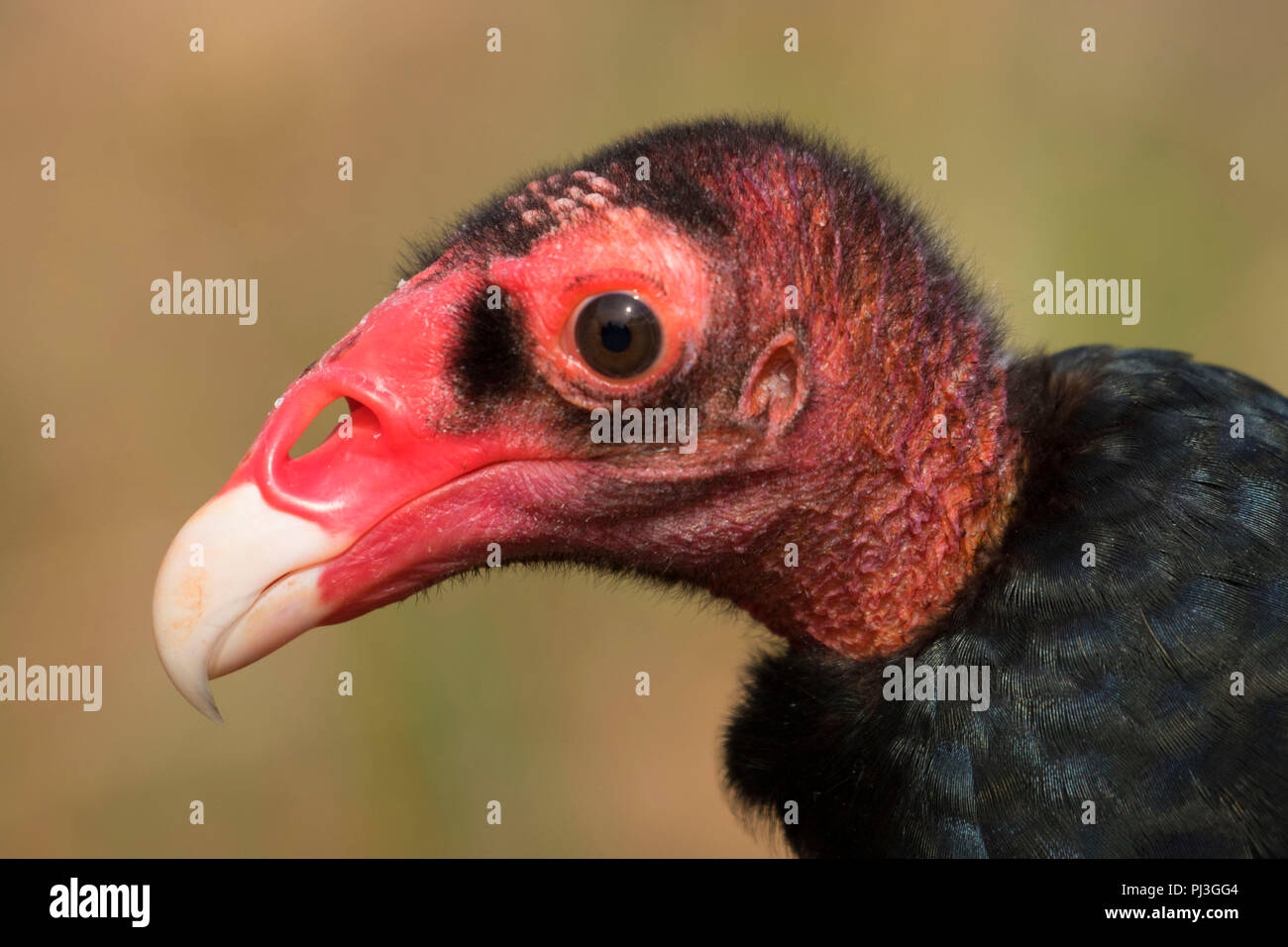 Rehabilitated wildlife hi-res stock photography and images - Alamy