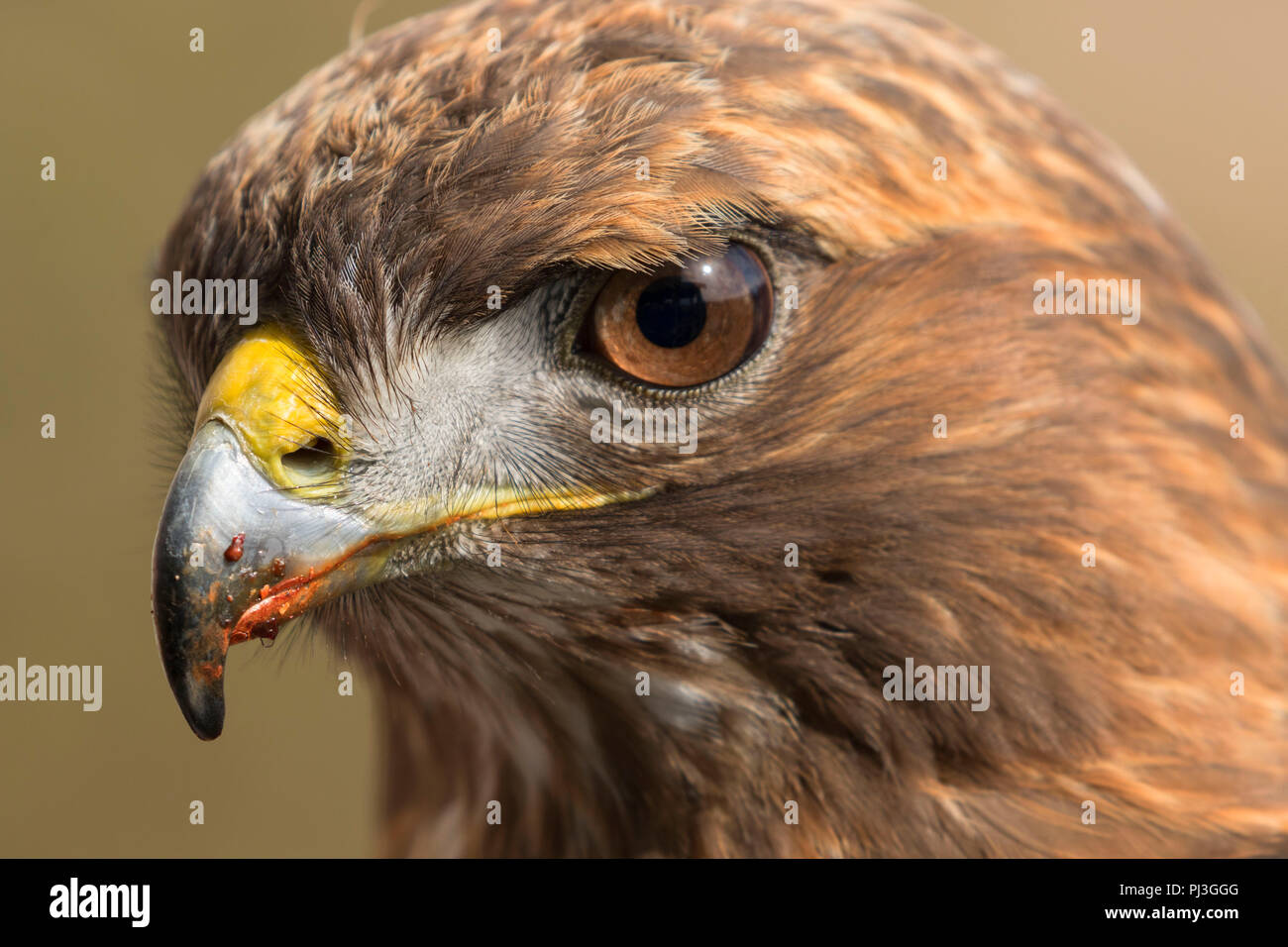 Red-tailed hawk (rehabilitated animal), William Finley National ...