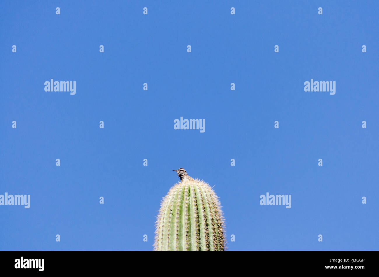 Saguaro cactus bird hi-res stock photography and images - Alamy