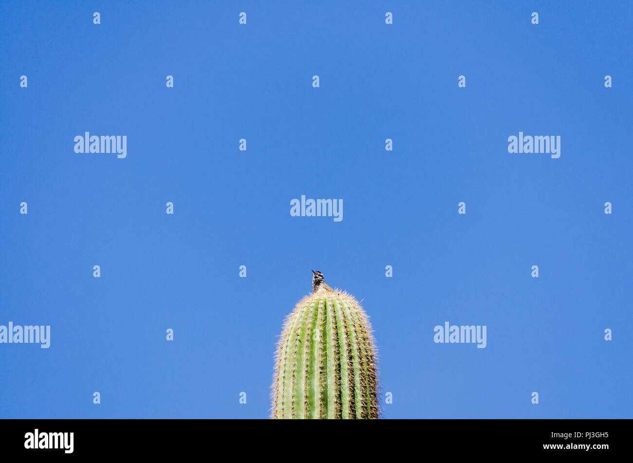 Bird setting on cactus hi-res stock photography and images - Alamy