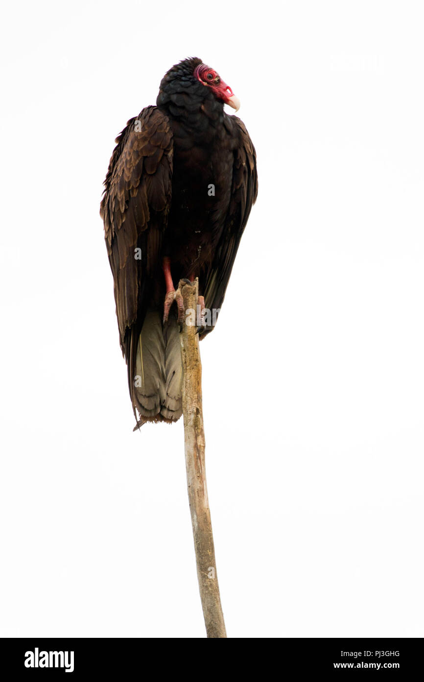 Vulture area hi-res stock photography and images - Alamy
