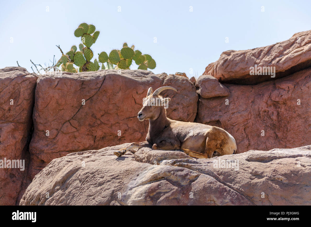 Desert ram hi-res stock photography and images - Alamy