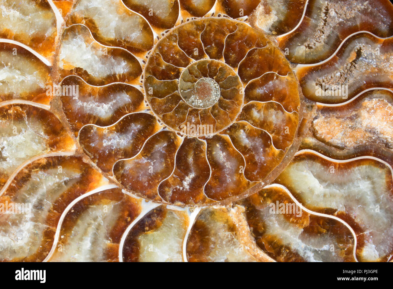 Fossil show hi-res stock photography and images - Alamy