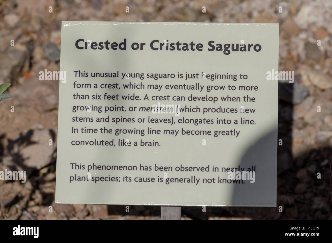 Crested or Cristate Saguaro sign Stock Photo - Alamy