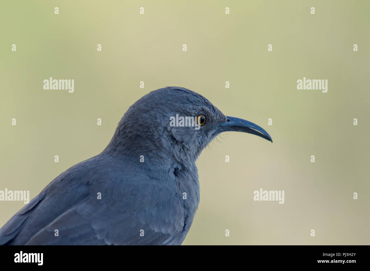 Curved Bill Thrasher Bird