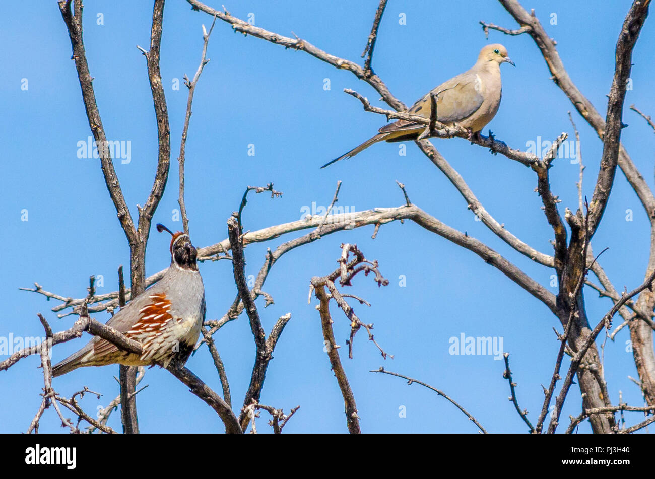 Quail and dove setting in tree top against a bright blue sky Stock ...
