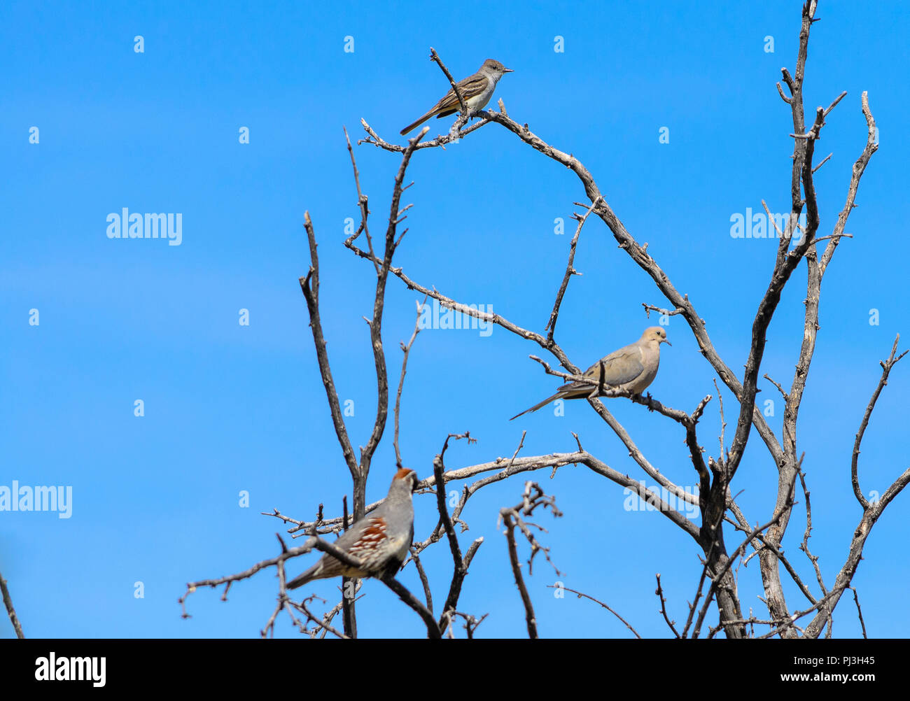 Different birds hi-res stock photography and images - Alamy