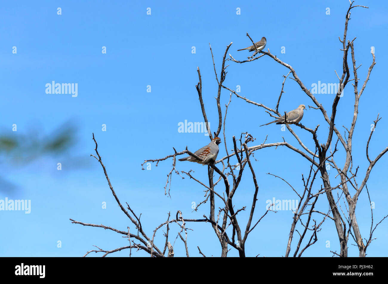 Sky and tree branches hi-res stock photography and images - Alamy