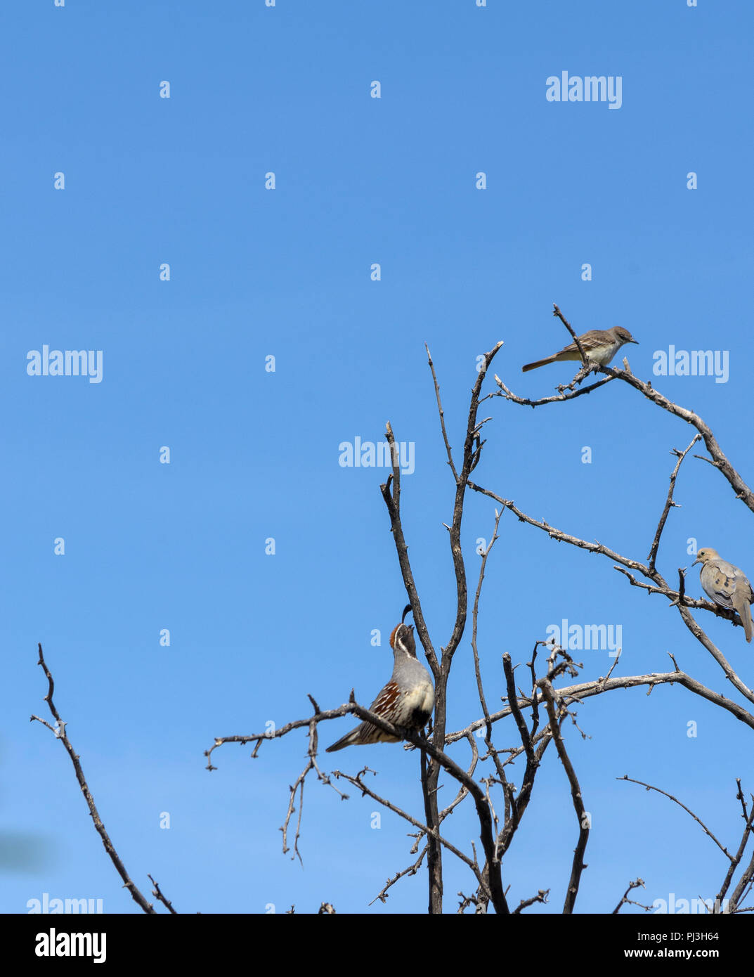 Bright crested birds hi-res stock photography and images - Alamy