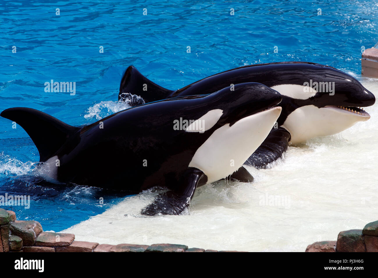 A pair of Killer Whales (Orcinus orca) performs during a show at Sea ...