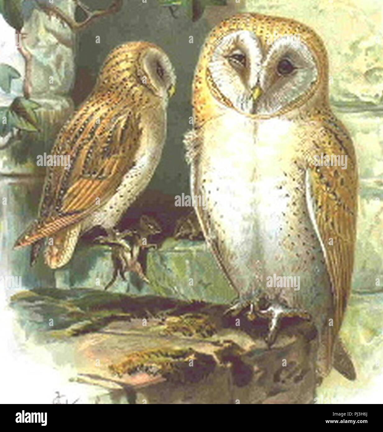 Barnie hi-res stock photography and images - Alamy