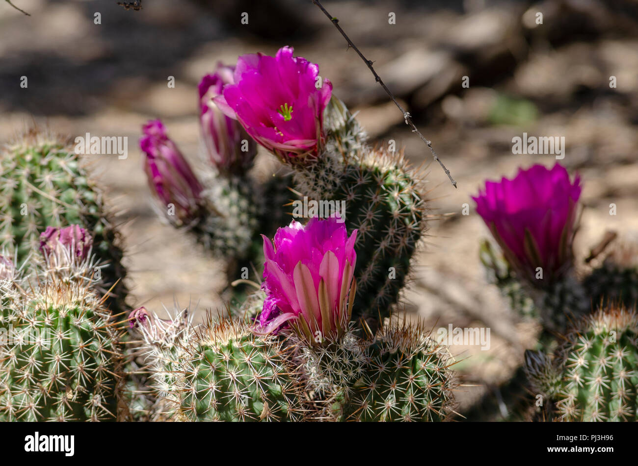 Pink cactus blooms hi-res stock photography and images - Alamy