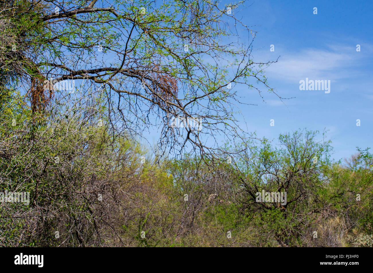 Yard overgrown trees bushes hi-res stock photography and images - Alamy