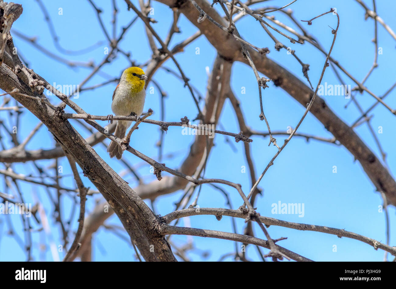 Common Tucson bird, setting in a tree Stock Photo - Alamy