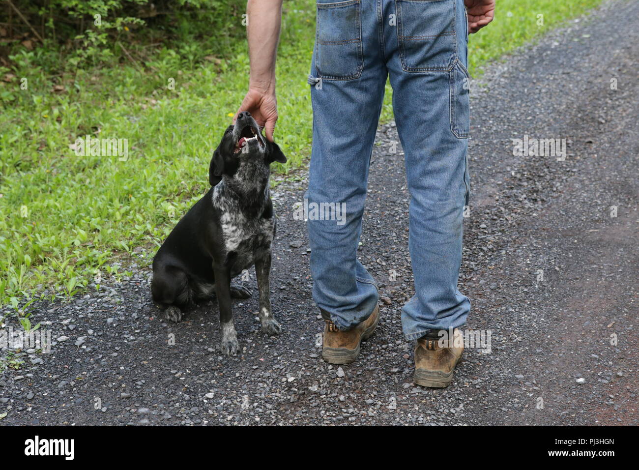 Man dog white black pet canine wild animal wildlife blue hi-res stock ...