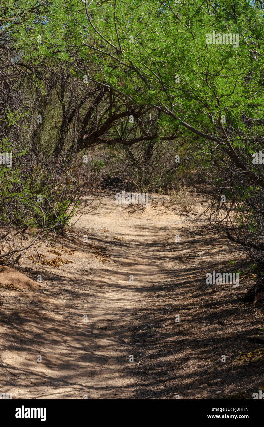 Path through the desert hi-res stock photography and images - Alamy