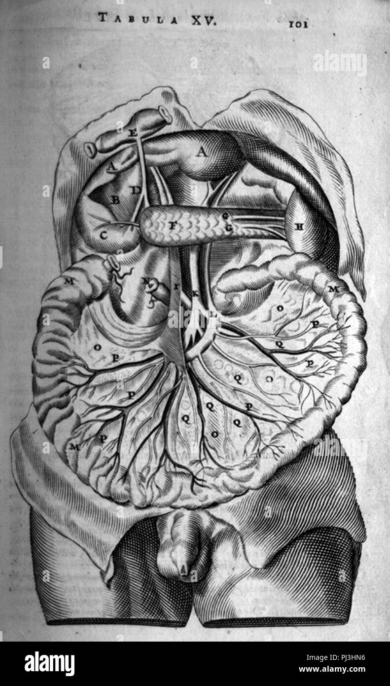 Bartholin hi-res stock photography and images - Alamy